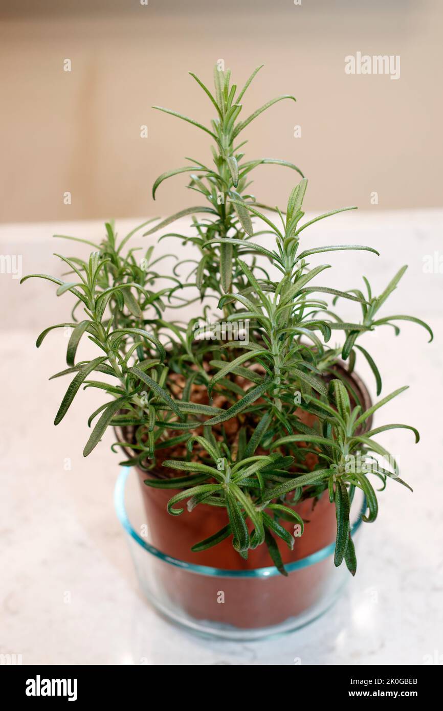 Small evergreen rosemary plant in a red plastic pot in a transparent ...