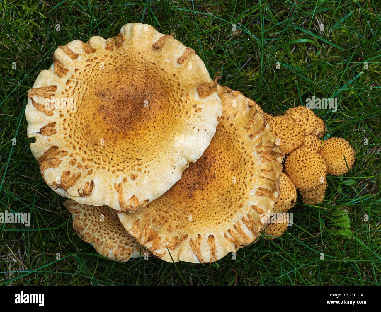 Mushroom alaska nature fungi hi-res stock photography and images - Alamy