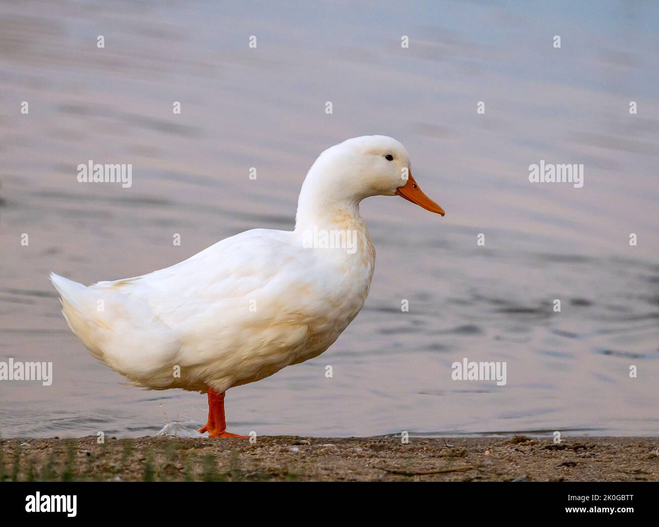 Beautiful standing white duck hi-res stock photography and images - Alamy