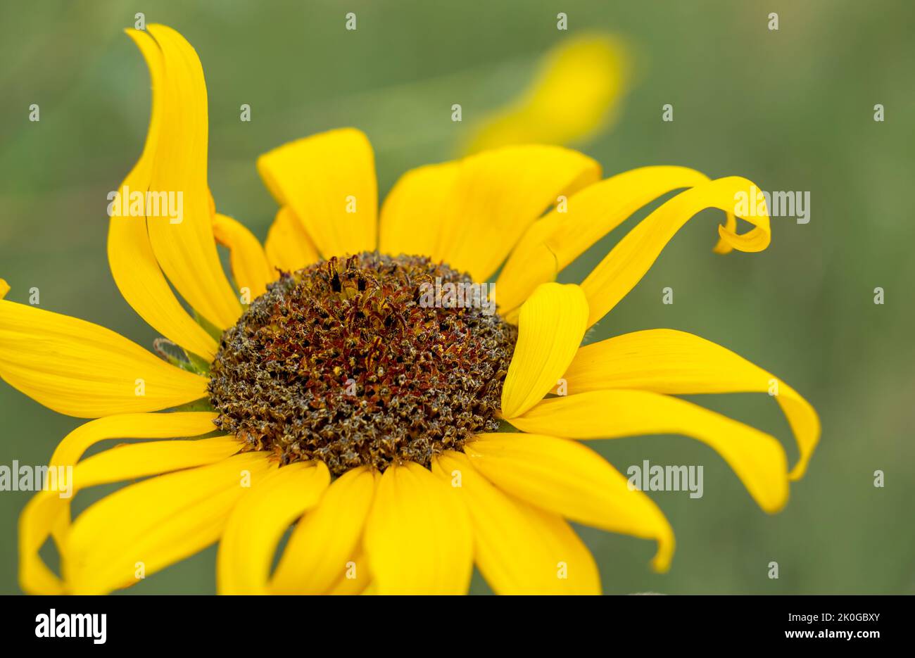 Yellow flowering racemose radiate head inflorescence of a wild ...