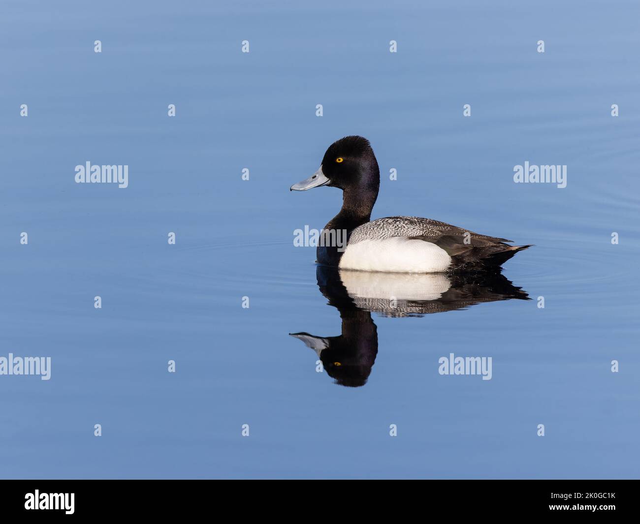 Bluebill duck hi-res stock photography and images - Alamy