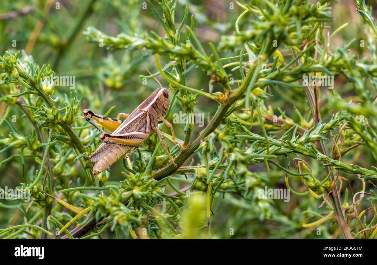 Grasshopper colors hi-res stock photography and images - Alamy