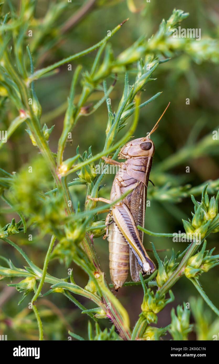 Grasshopper colors hi-res stock photography and images - Alamy