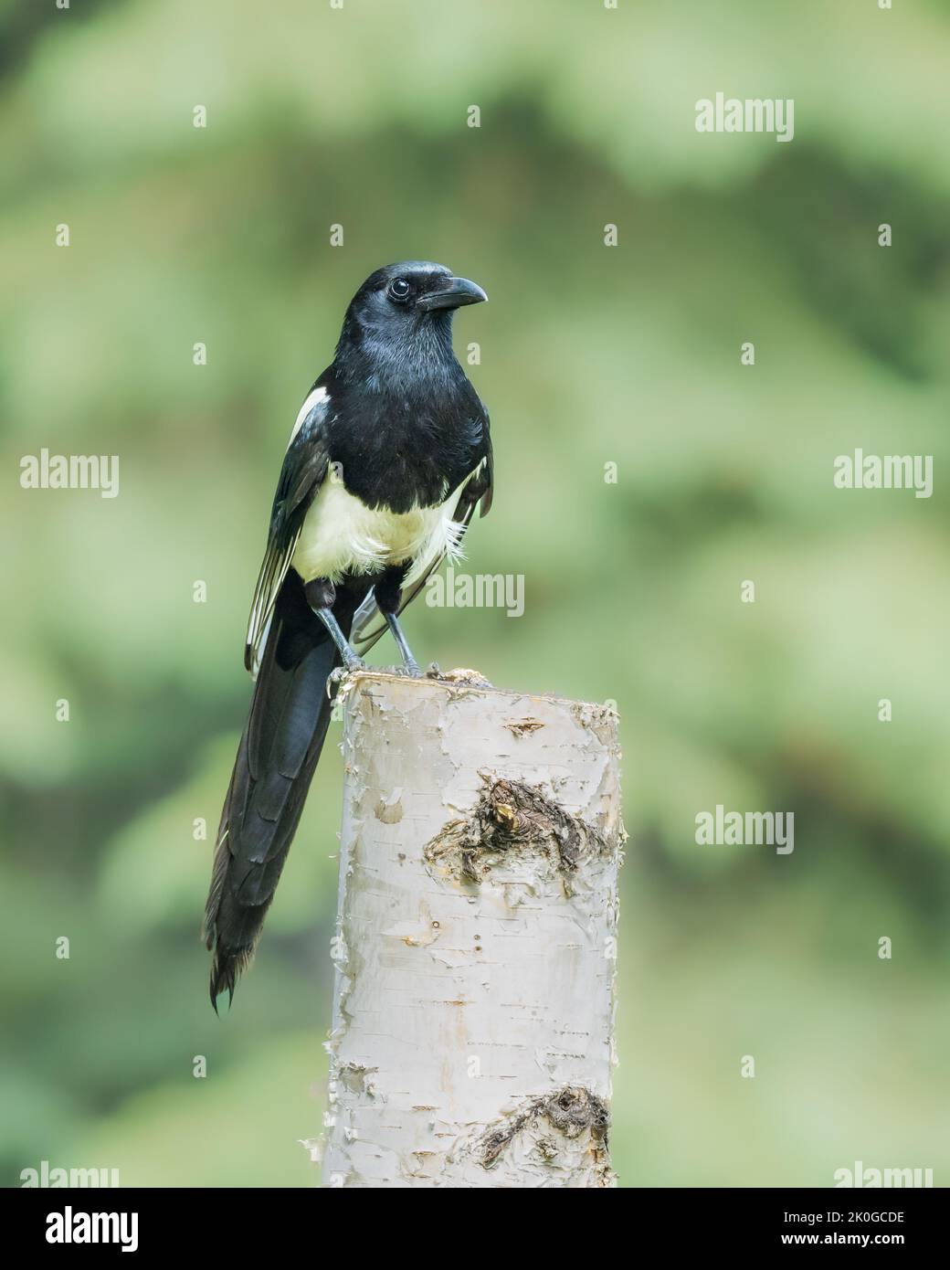 Long tailed magpie hi-res stock photography and images - Alamy