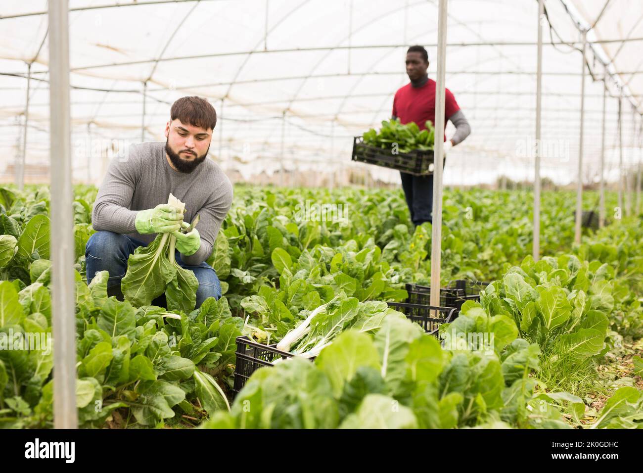 Young farmer harvesting Swiss chard Stock Photo - Alamy