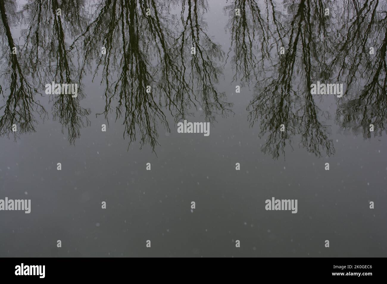 Tree reflection on water surface. Nature background Stock Photo - Alamy