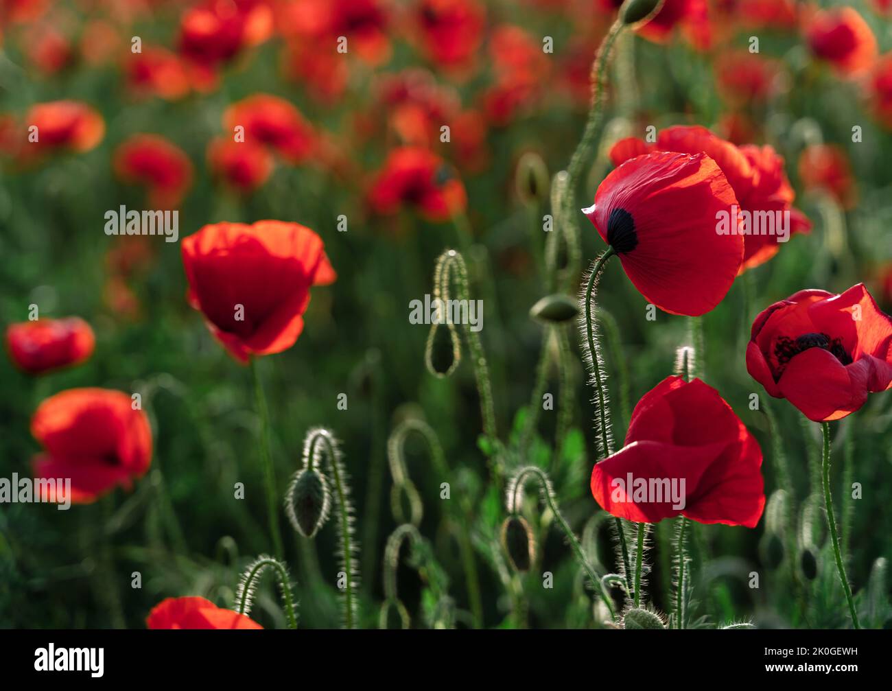 Red poppy field sunset hi-res stock photography and images - Alamy