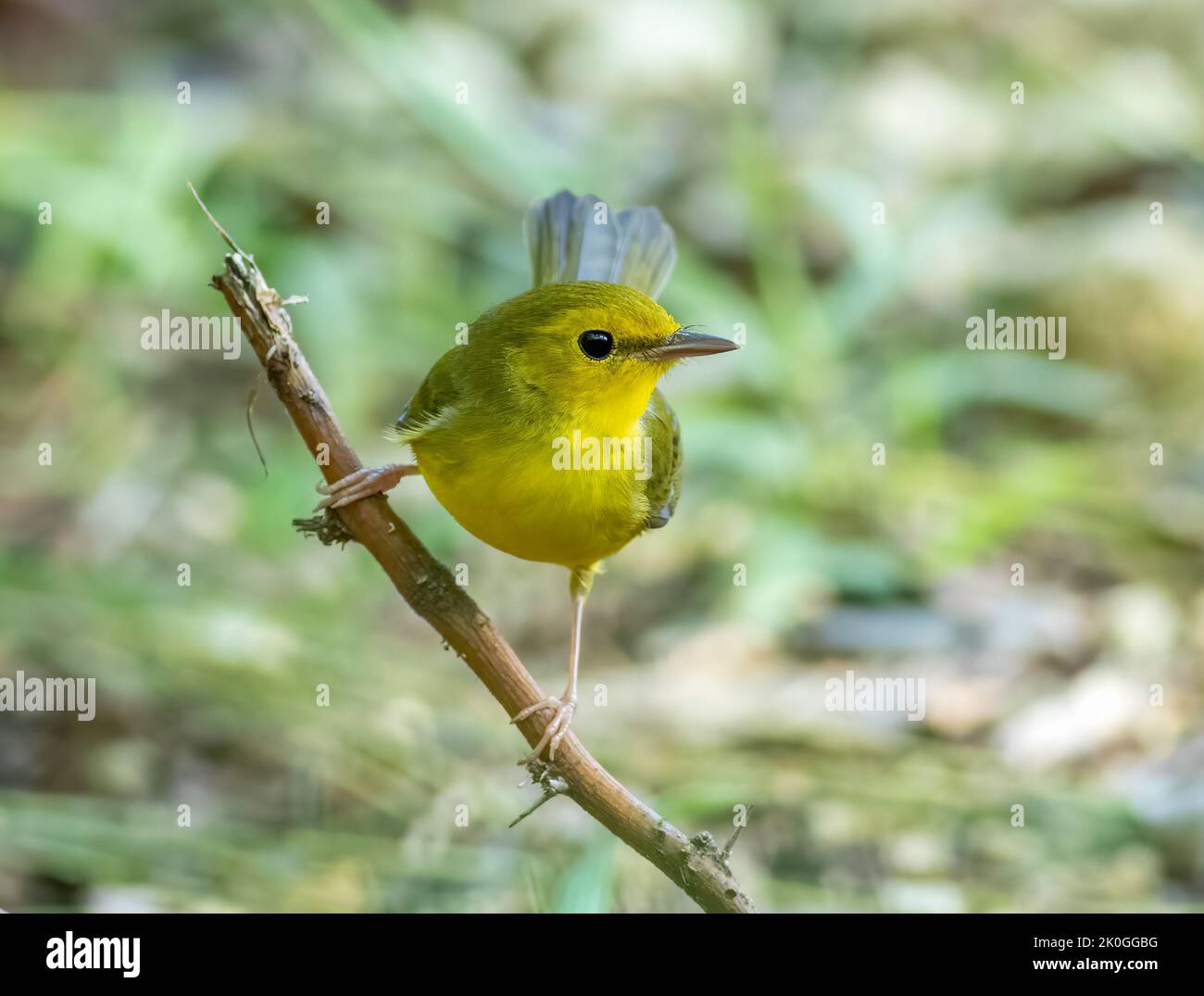 A hooded warbler perched on a tree limb during fall bird migration in ...