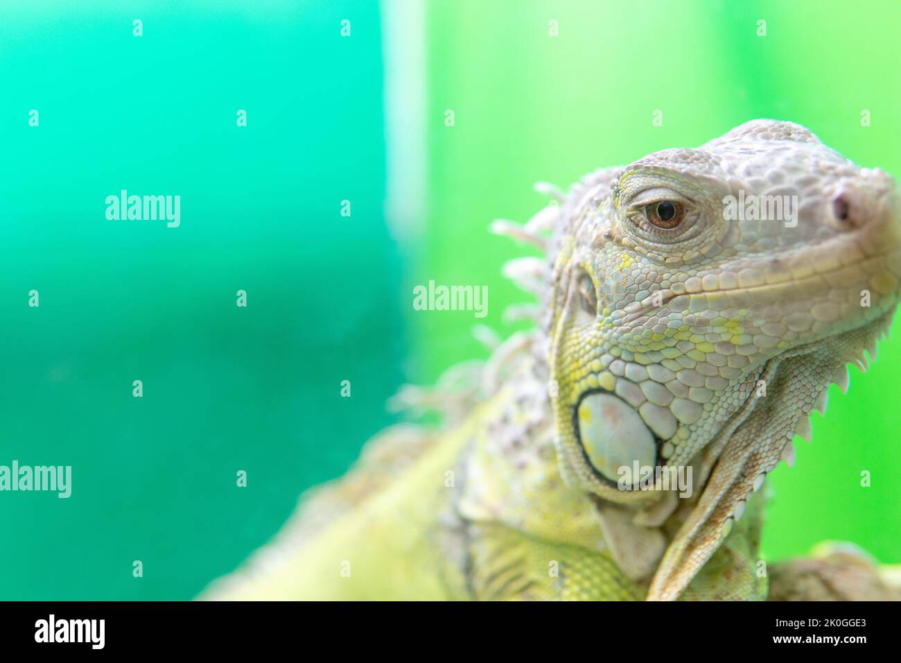 Zoo nature background animal lizard wildlife reptile dragon fauna ...