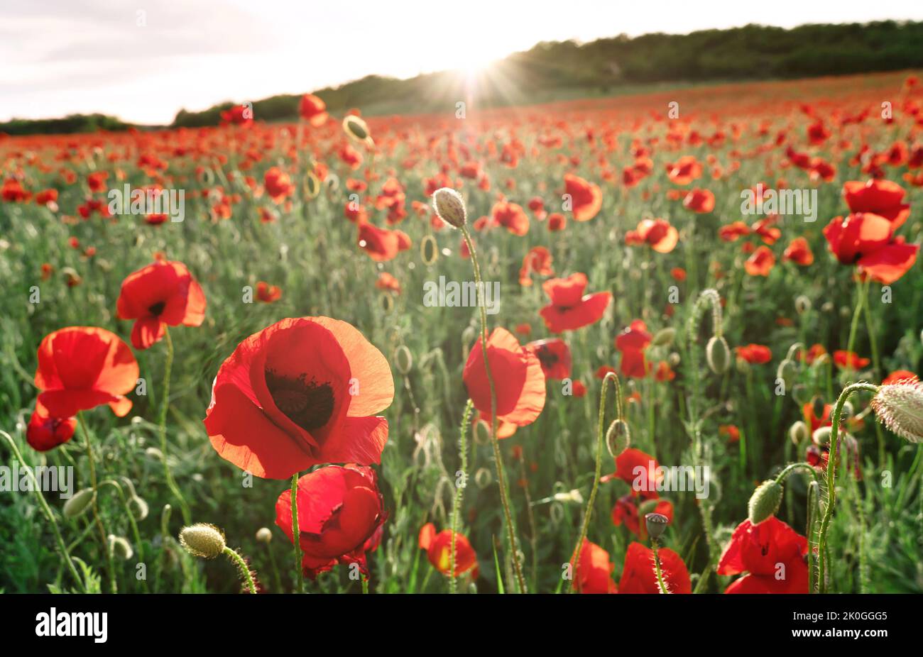 Poppy Field Wallpaper Poppy Field Photos, Download The BEST Free Poppy