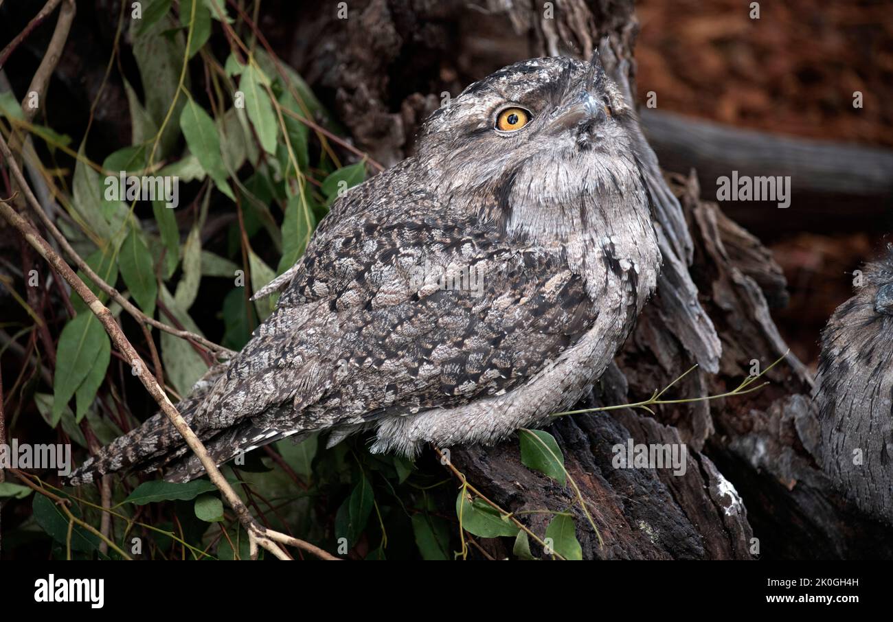 Tawny Frogmouth (Podargus Strigoides) in Sydney, NSW, Australia (Photo ...