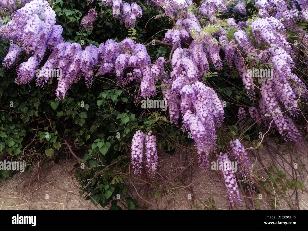 Wall of old mansion framed with blossoming purple wisteria flowers ...