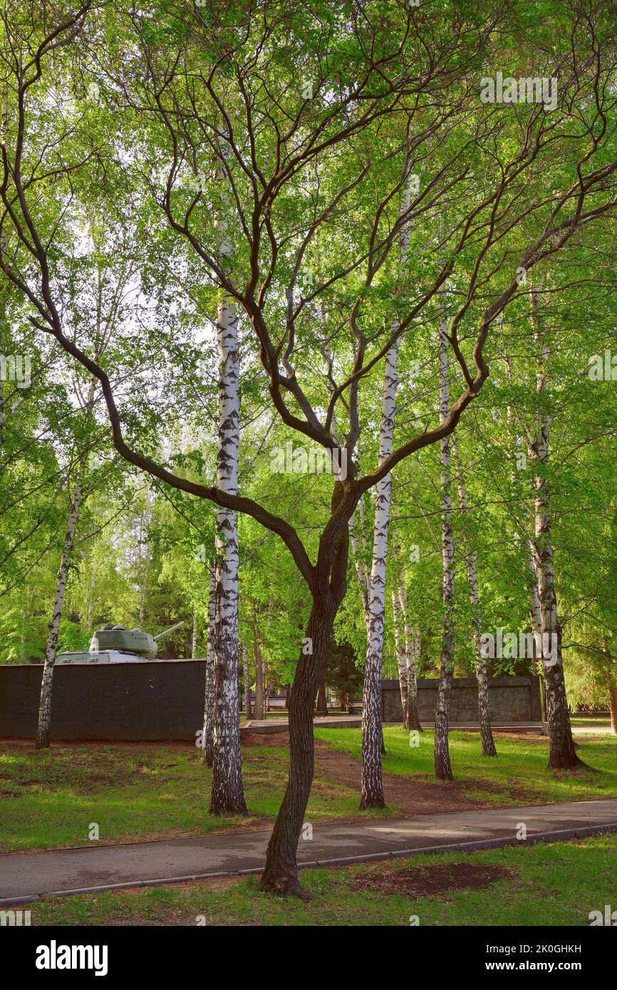 City park in spring. A tree with crooked branches among the birches in ...