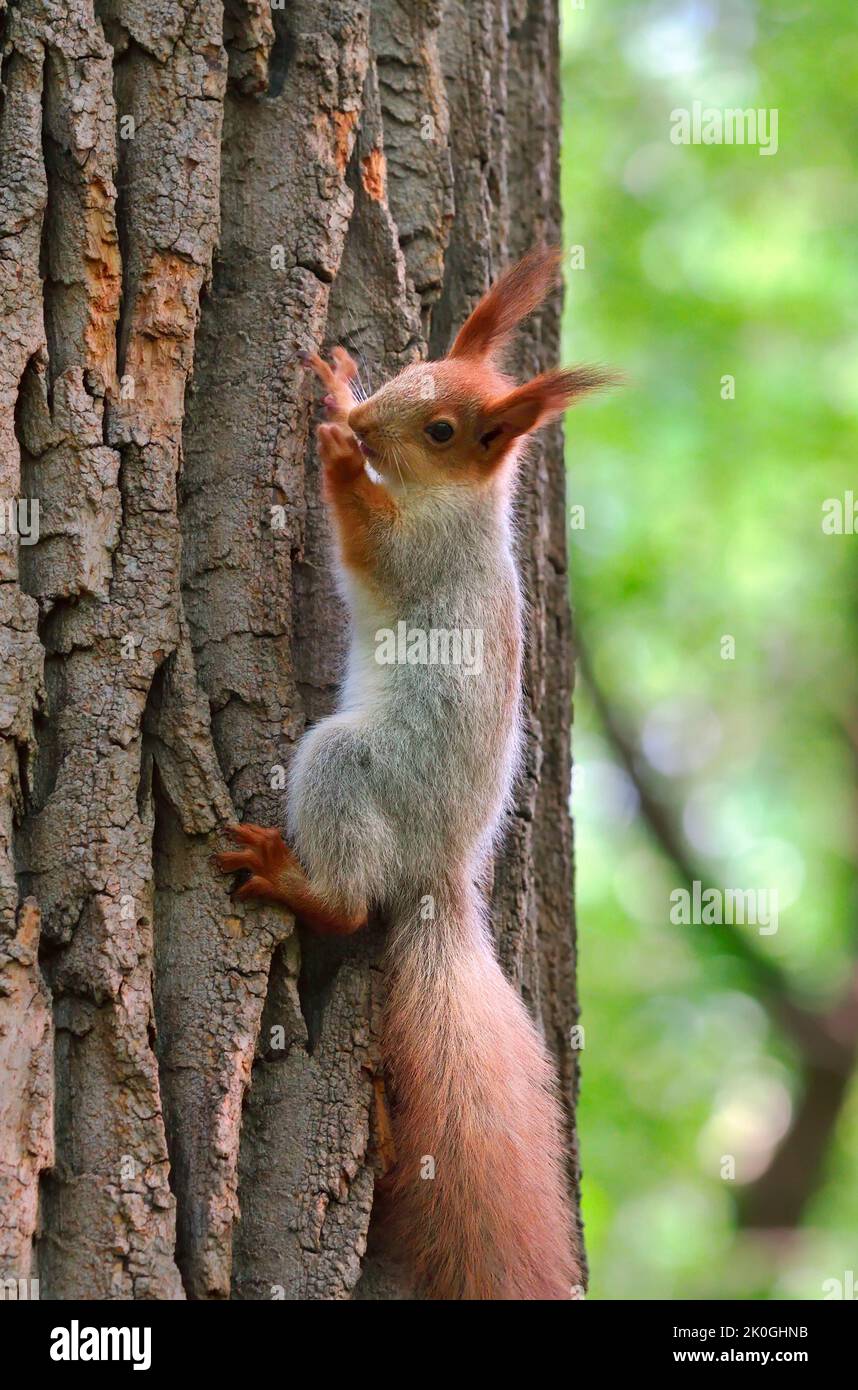 Squirrels in the spring park. A forest animal on a tree trunk ...