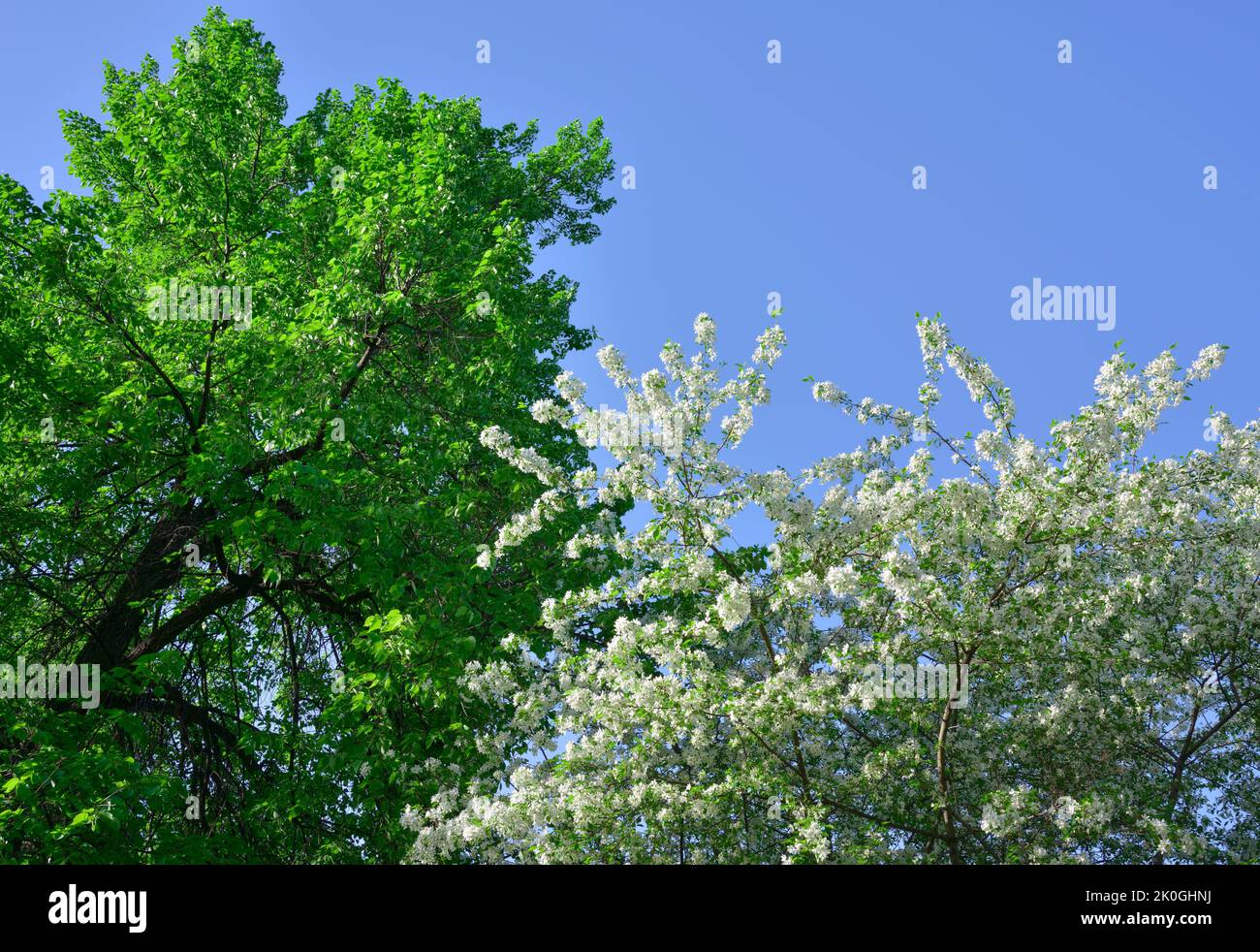 Flowering tree branches in spring. White apple tree and green poplar against the sky ...