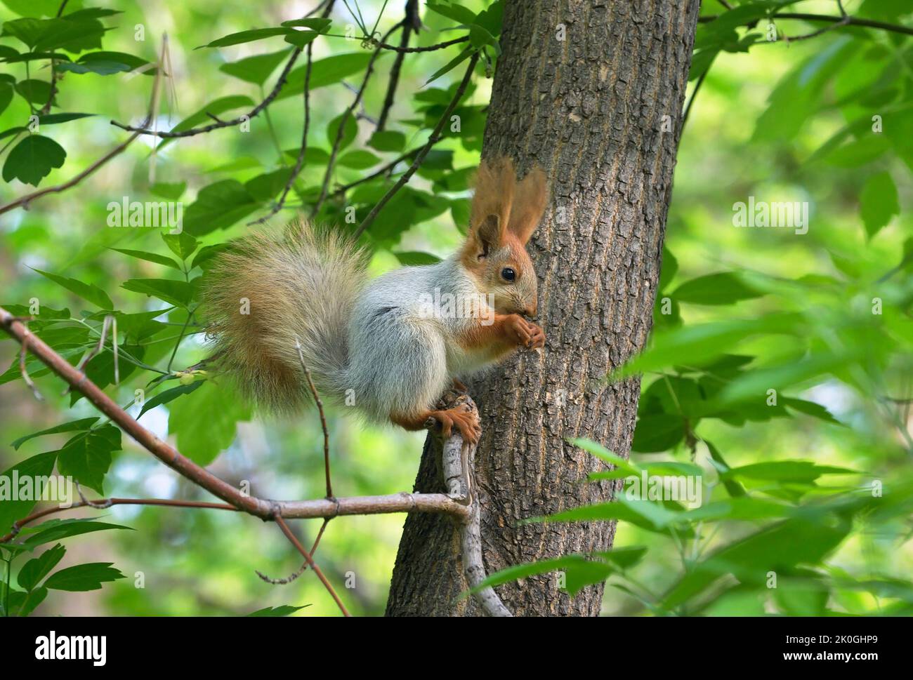 Squirrels in the spring park. A forest animal among the branches of a ...