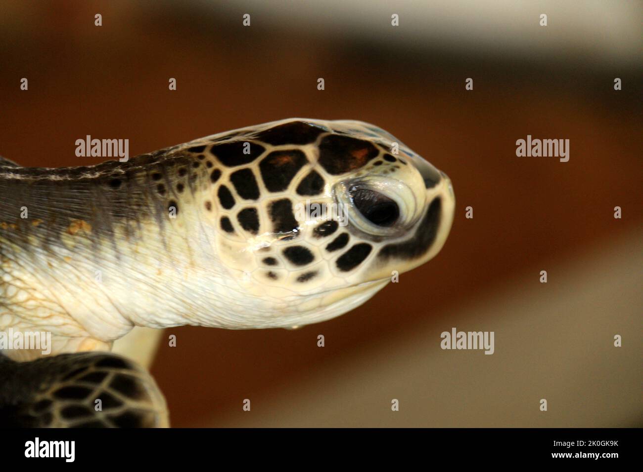 Eyes of a turtle Stock Photo - Alamy