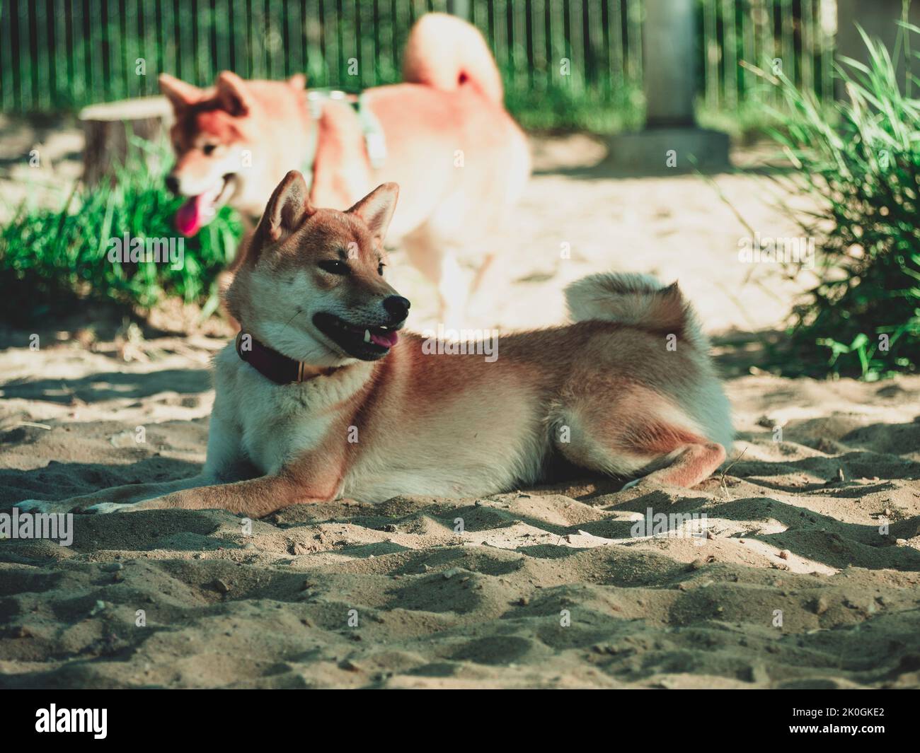 Shiba Inu plays on the dog playground in the park. Cute dog of shiba ...