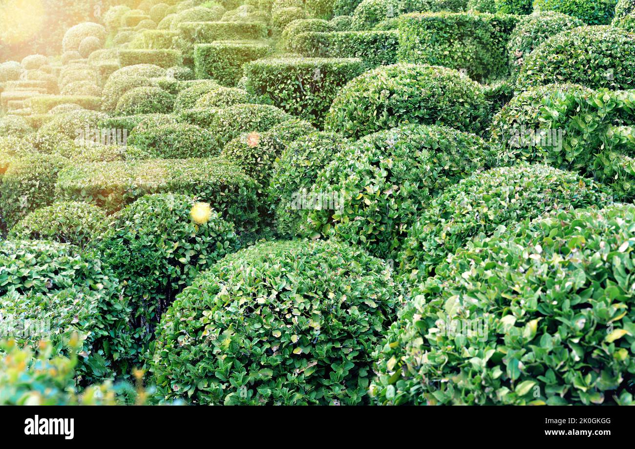 Clipped boxwood hi-res stock photography and images - Alamy