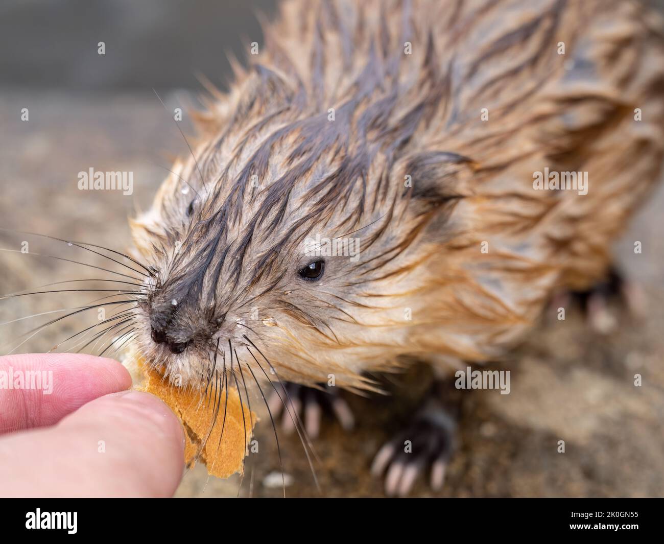 Muskrat eats bread from human hand. Human hand is feeding Muskrat ...