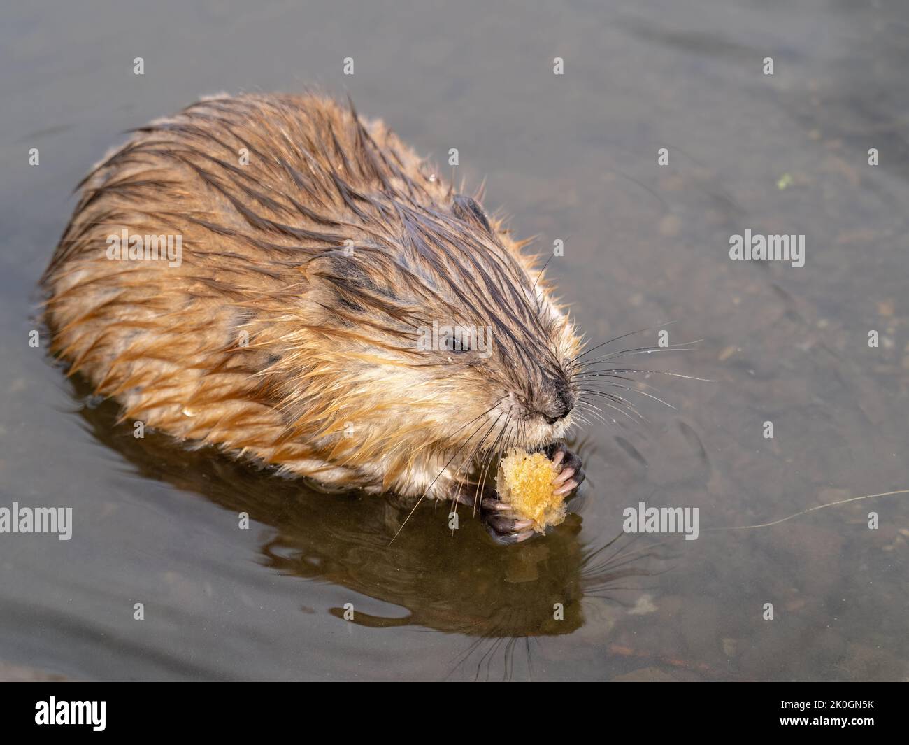 Wild animal Muskrat, Ondatra zibethicuseats, eats on the river bank. Muskrat, Ondatra zibethicus ...