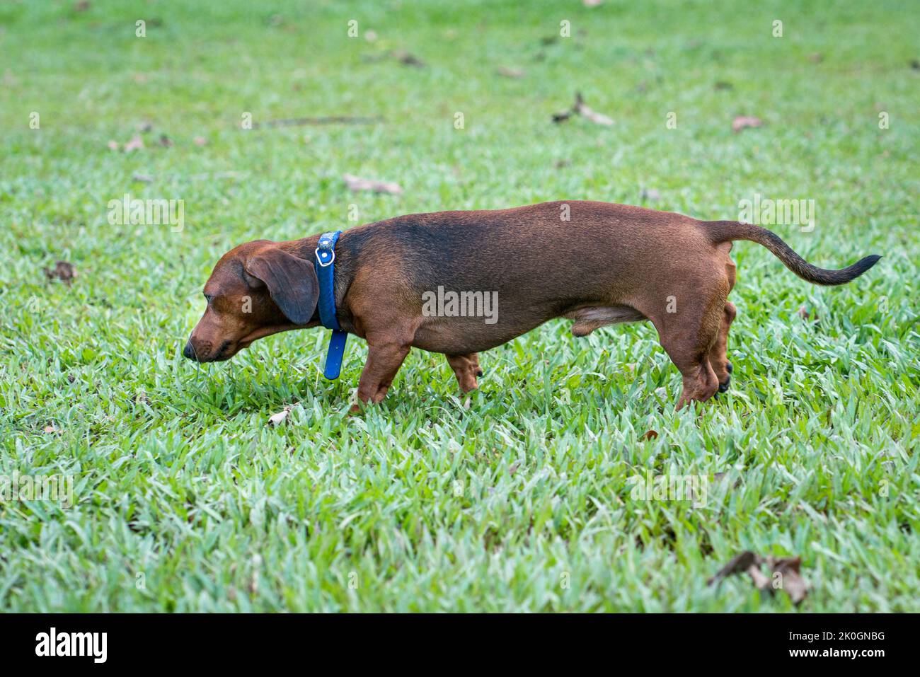 Brown Dachshund dog walking on the field. Side view Stock Photo - Alamy