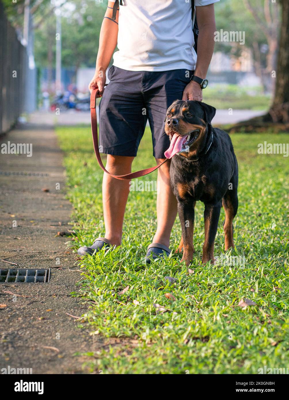 Dog Rottweiler standing next to man owner, outdoor in the park. Walk ...