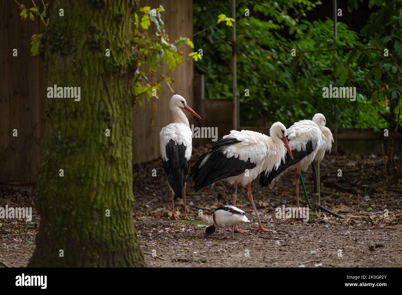Black stork flock hi-res stock photography and images - Alamy