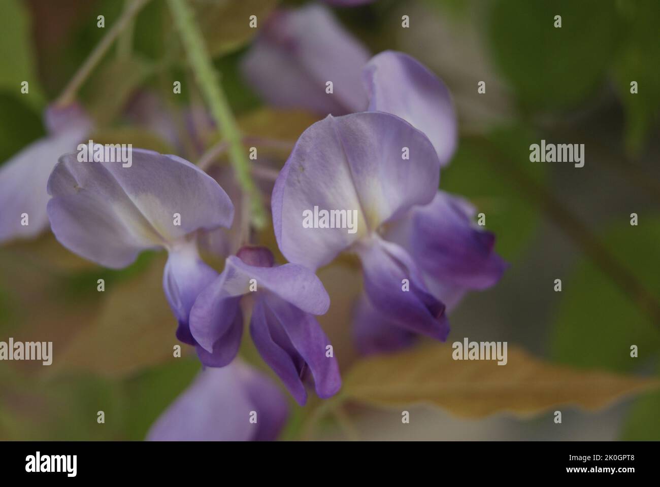 FLEUR DE FRANCE Stock Photo - Alamy
