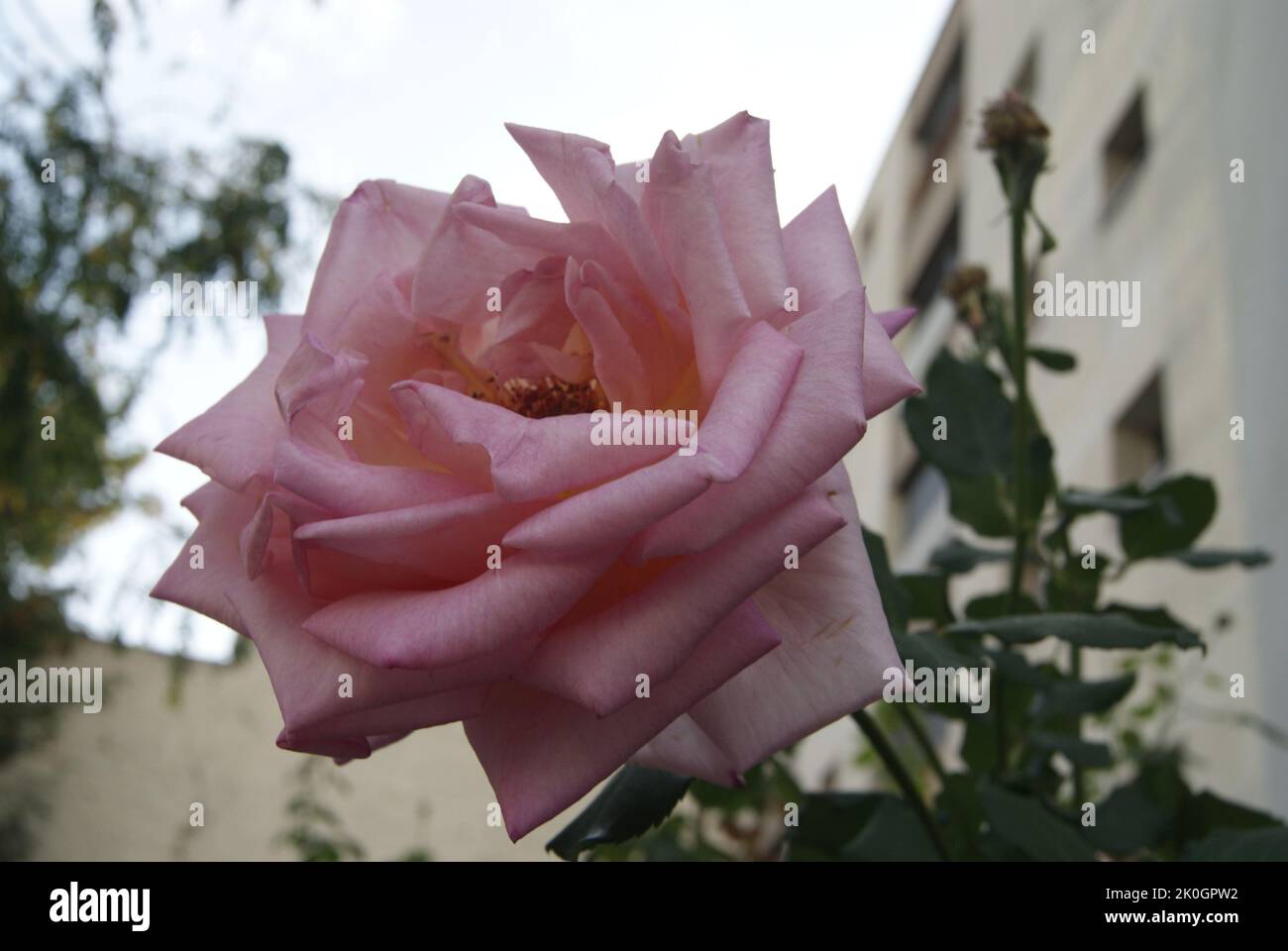 UNE ROSE ROSE,FRANCE Stock Photo - Alamy