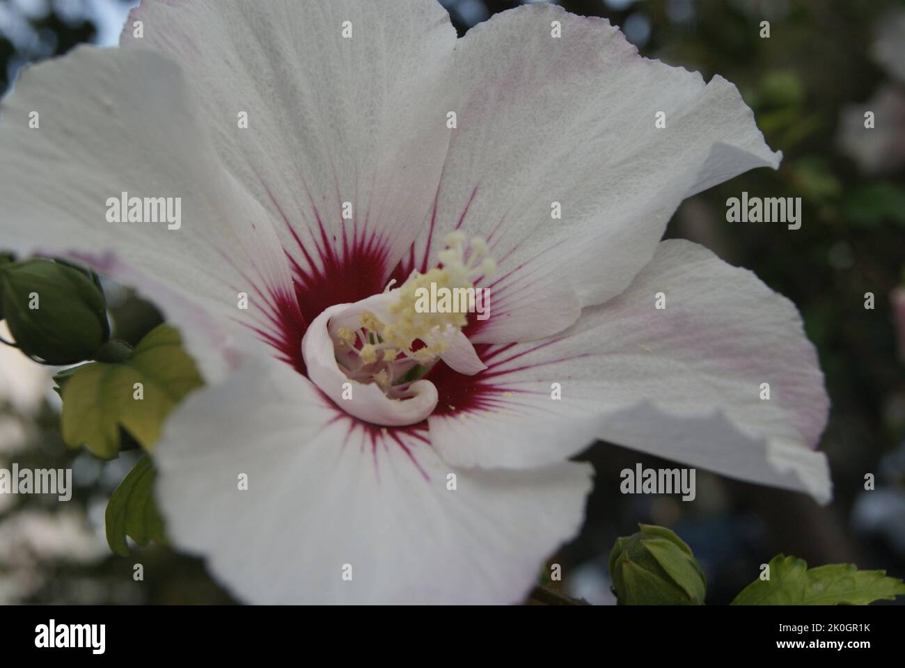 FLEUR DE FRANCE Stock Photo - Alamy