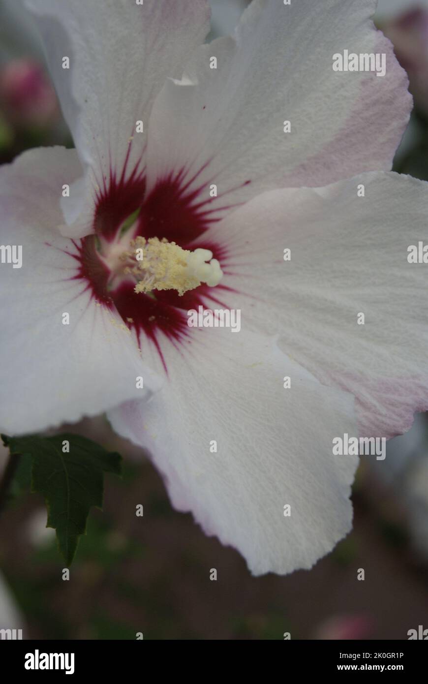 FLEUR DE FRANCE Stock Photo - Alamy