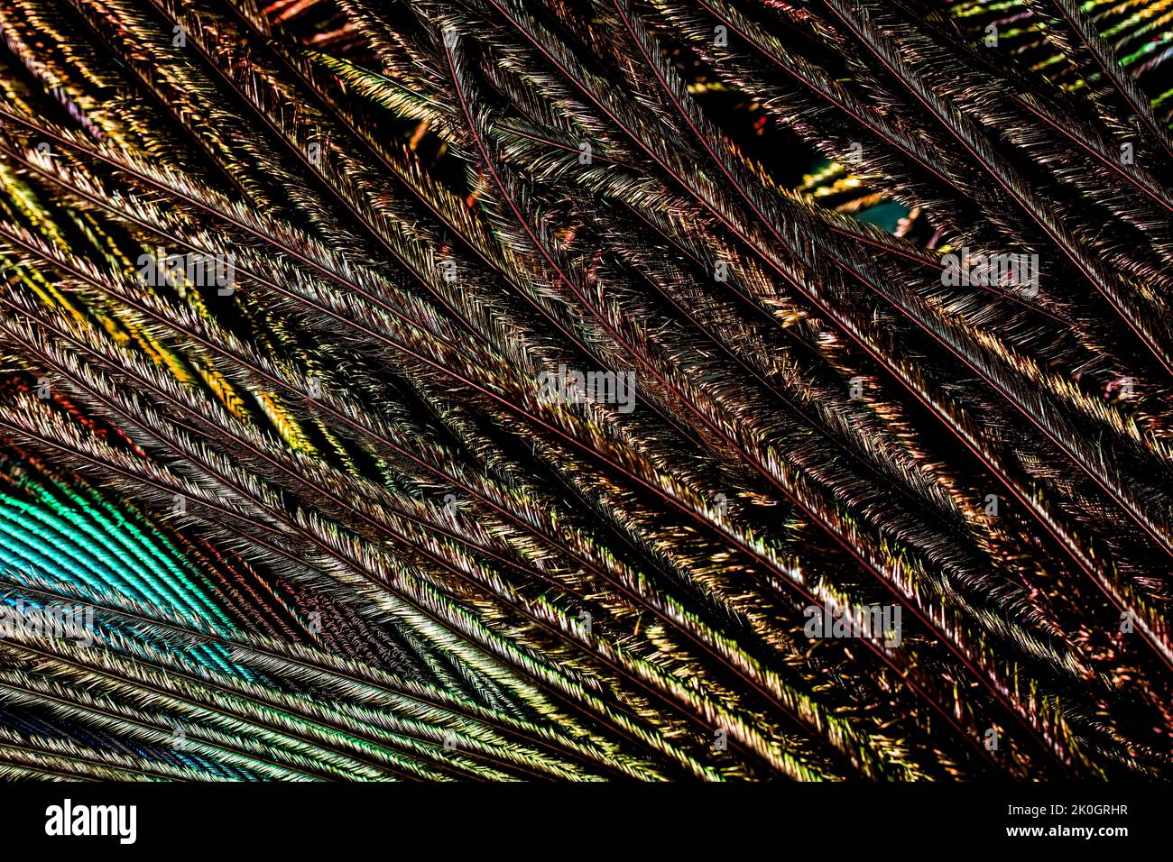 Beautiful and colorful bird feather closeup abstract lines pattern ...