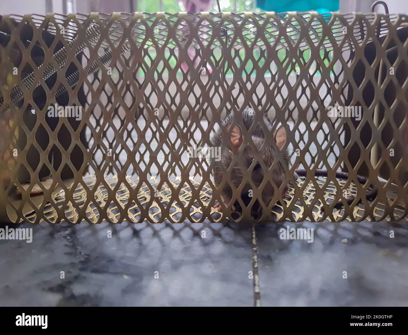 rat caught in rat cage trap from different angle at day Stock Photo - Alamy