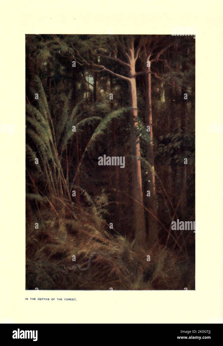 IN THE DEPTHS OF THE FOREST from the book ' Burma ' by Kelly, R. Talbot ...