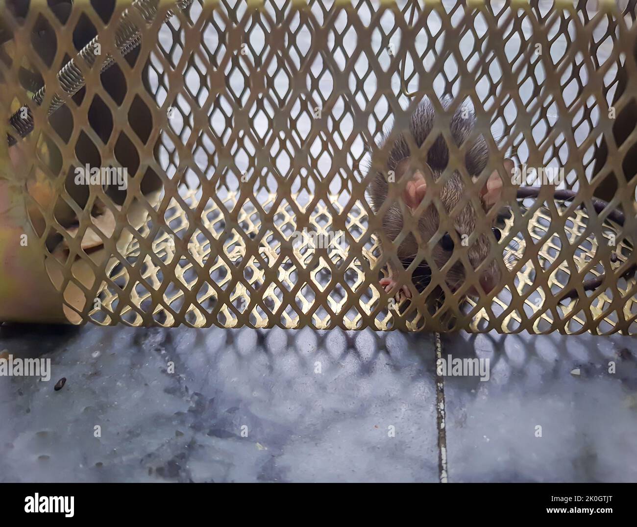rat caught in rat cage trap from different angle at day Stock Photo - Alamy
