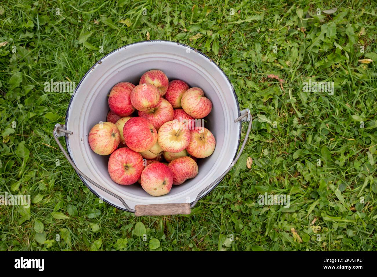 red ripe apples in rustic bucket, concept of harvest.full bucket of red ...
