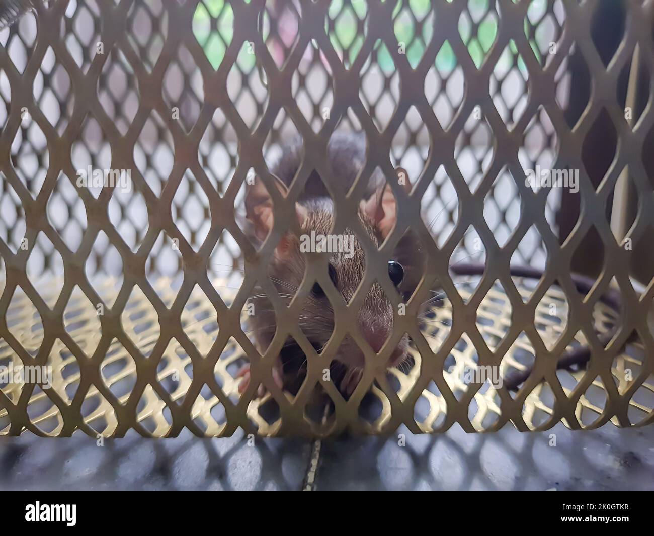 rat caught in rat cage trap from different angle at day Stock Photo - Alamy