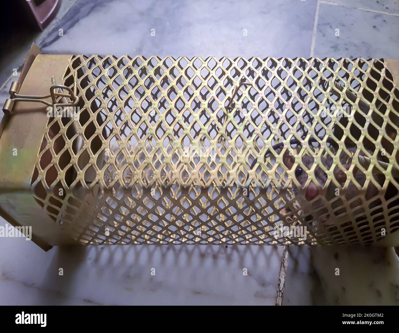 rat caught in rat cage trap from different angle at day Stock Photo - Alamy