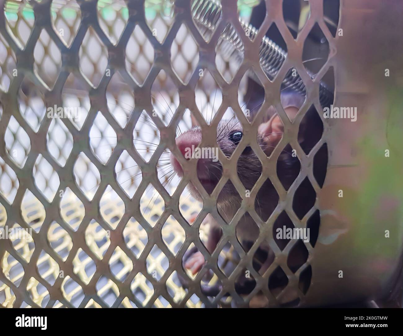 rat caught in rat cage trap from different angle at day Stock Photo - Alamy