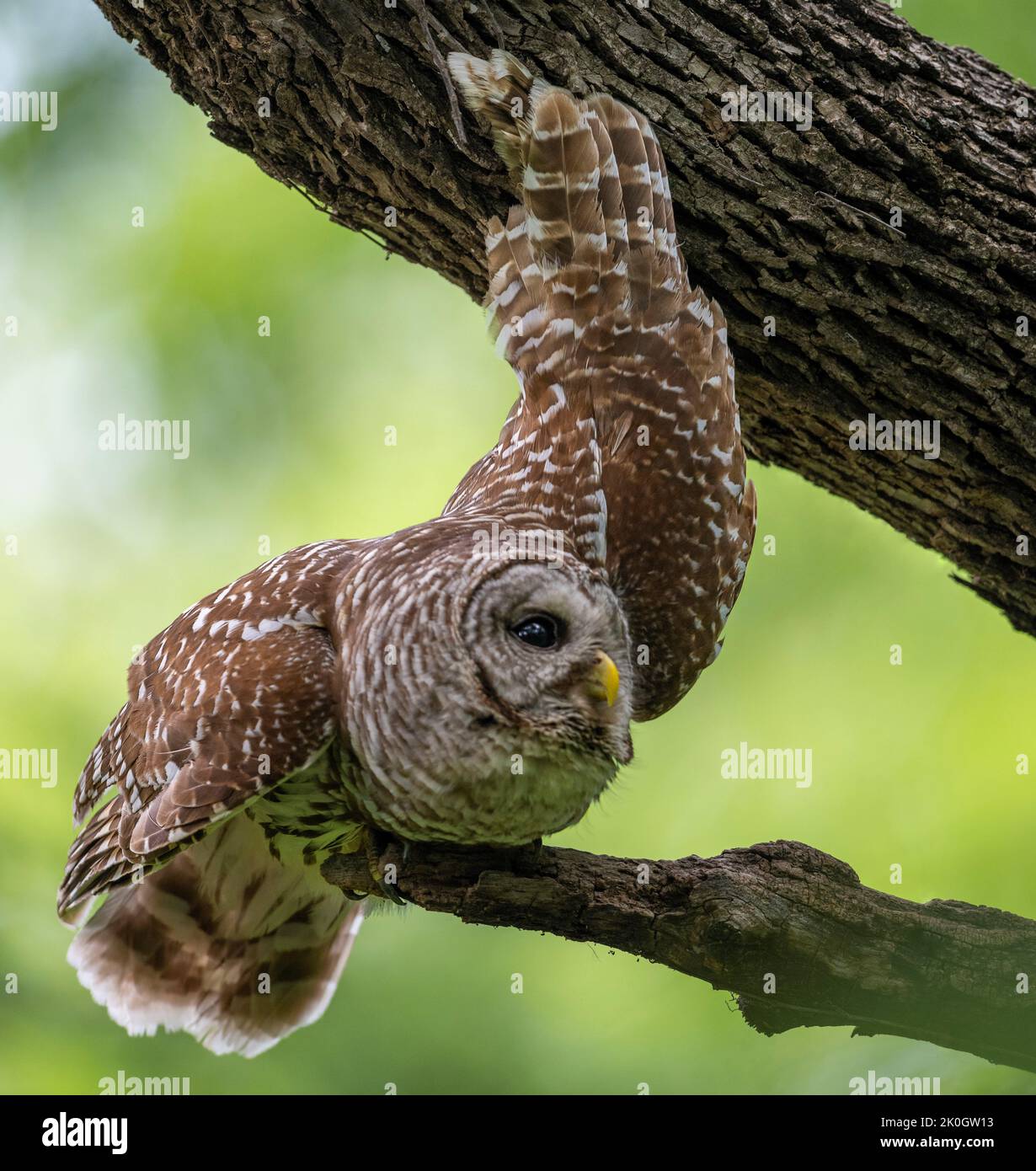 Seasonnestingmirrorlessear hi-res stock photography and images - Alamy