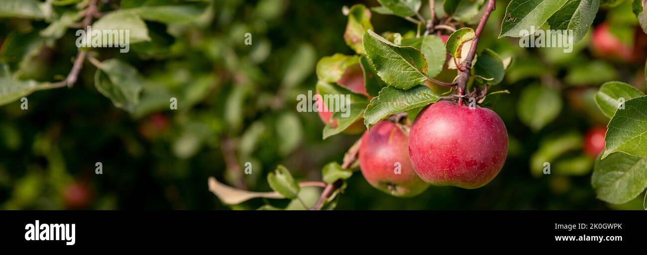 Apple tree branch with red apples on a blurred background during ripening.Ripe organic crops ...