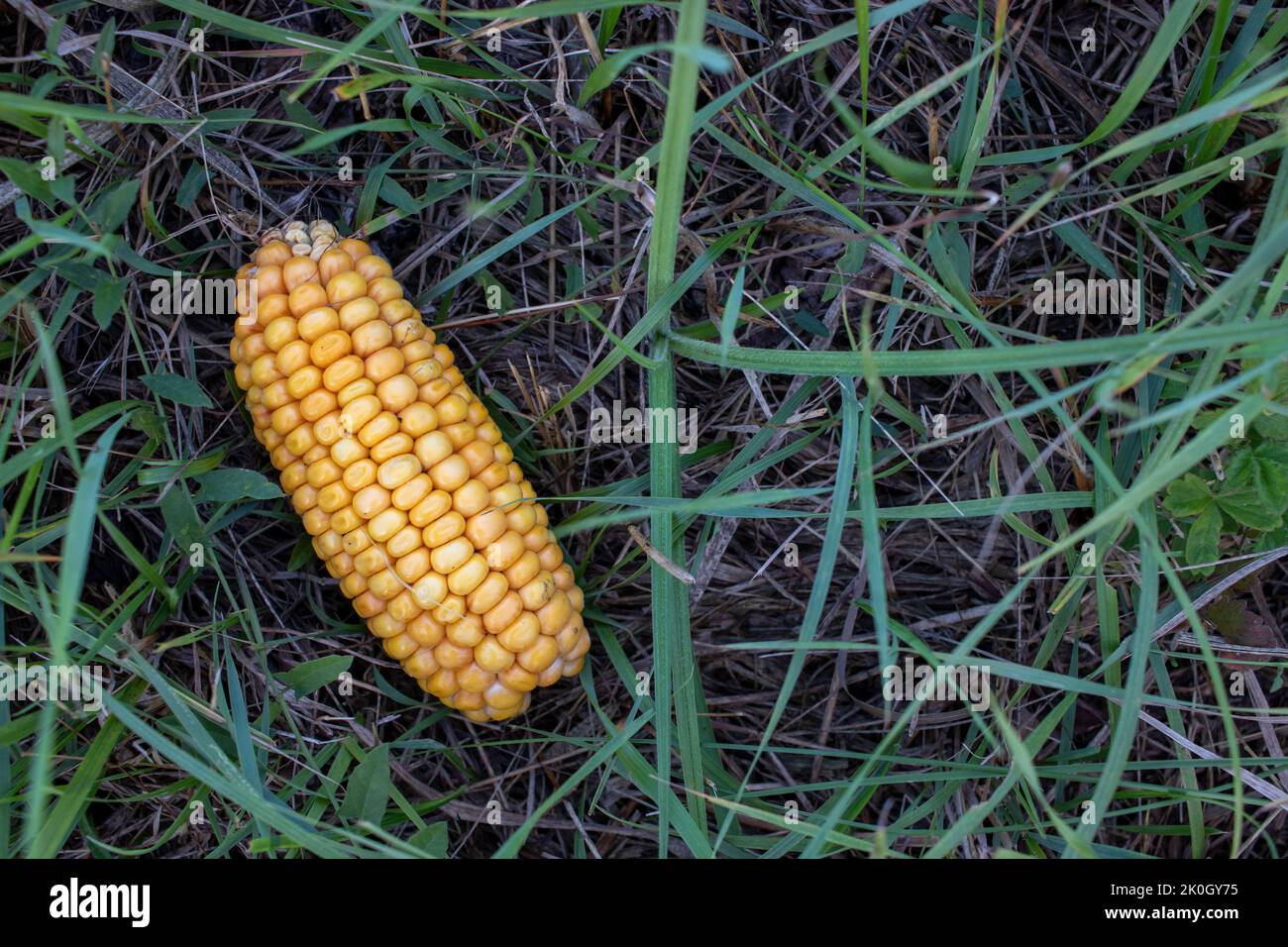 Corn on field. Autumn harvesting. Close-up of yellow corncob on the ...