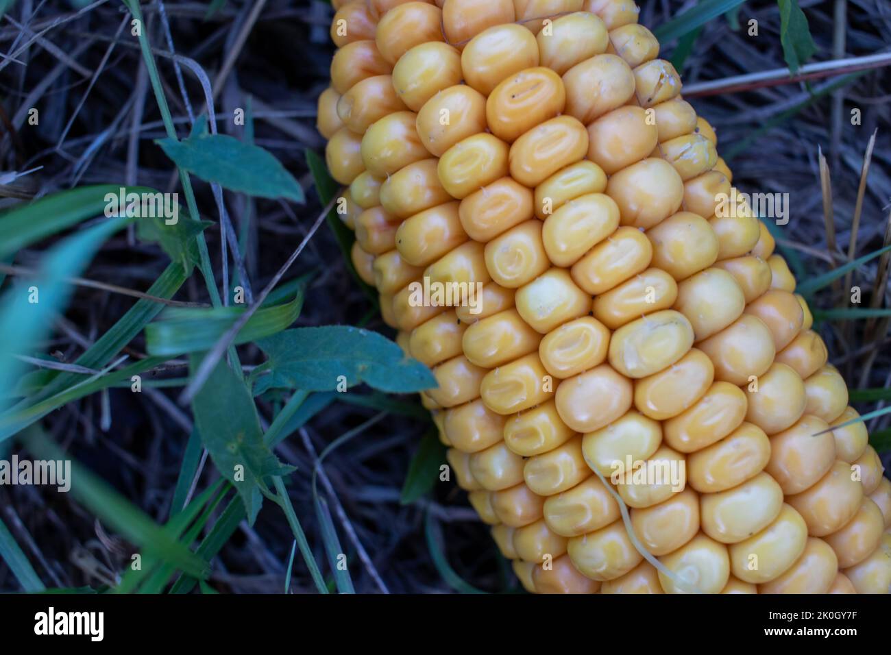 Close up view healthy cornfield hi-res stock photography and images - Alamy