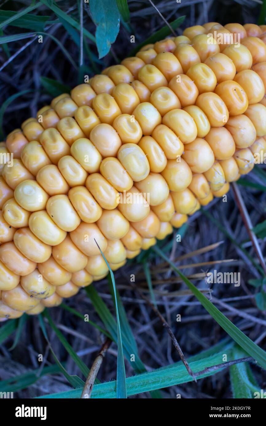 Top view corn field harvesting hi-res stock photography and images - Alamy