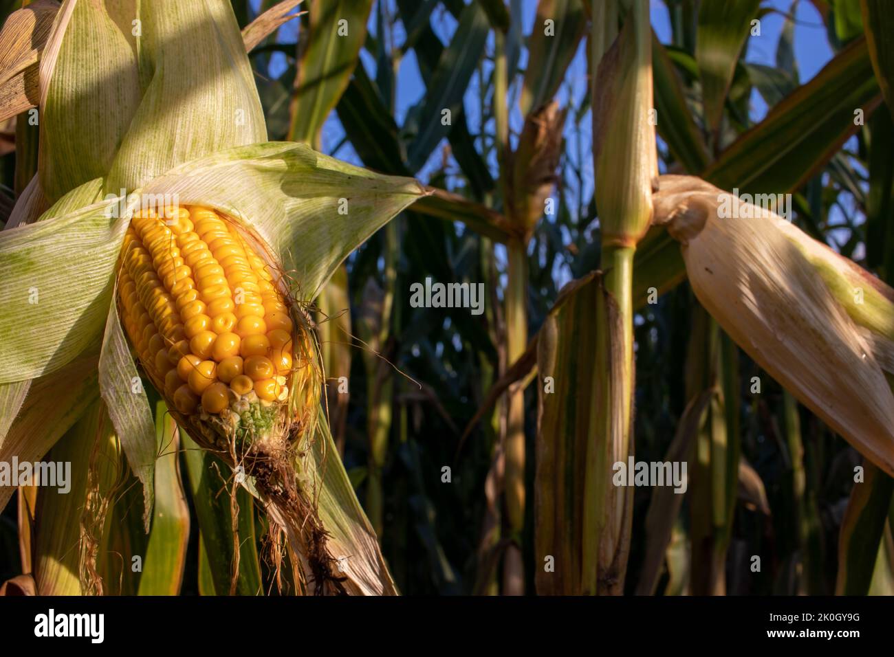 Yellow corn cob field hi-res stock photography and images - Alamy