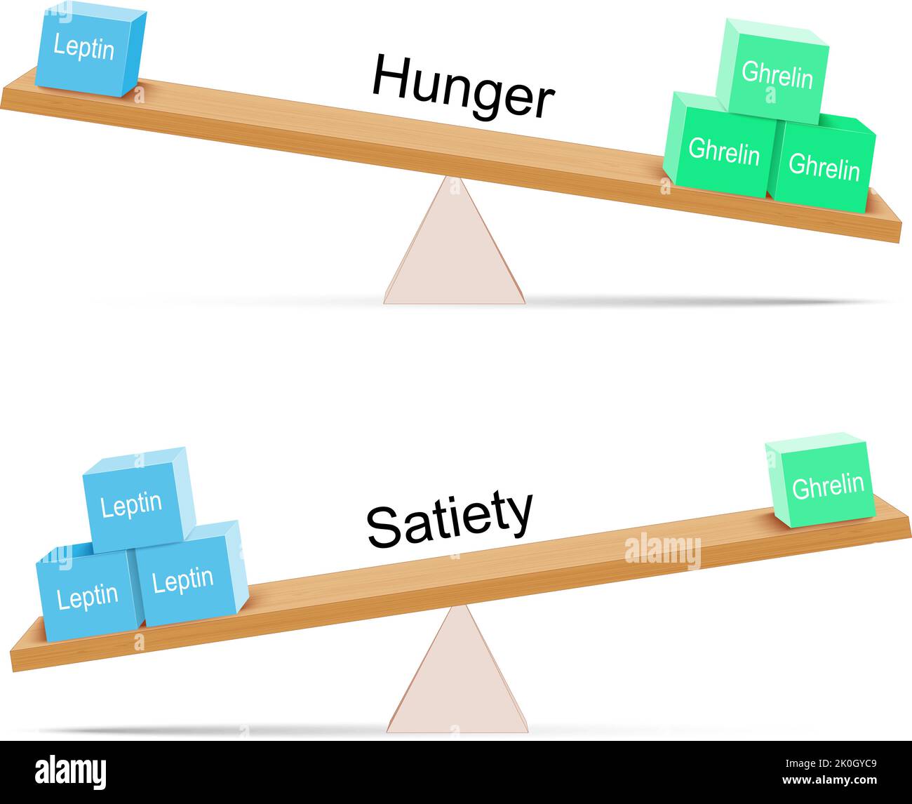 Ghrelin and leptin. Human endocrine system, metabolism. Appetite and ...