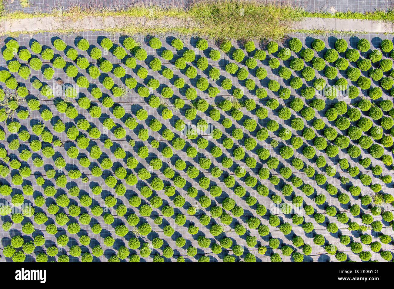 Aerial view of plant pot hi-res stock photography and images - Alamy