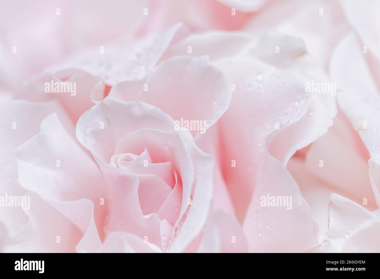 Pale pink white rose flower. Macro flowers background for holiday brand ...