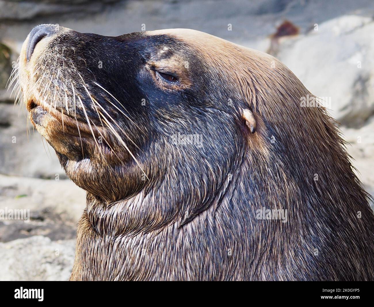 A closeup portrait of a sensational male Australian Sea Lion in ...